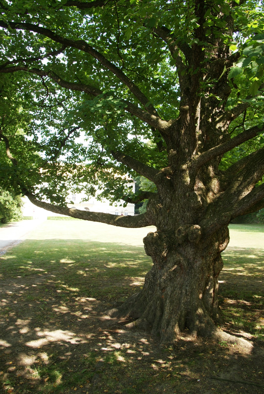 Fotogalerie Boskovice – pohádkový strom v zámecké zahradě (líska ...